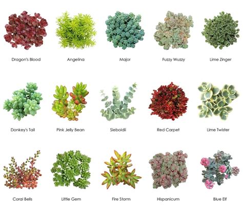 Succulent Identification Charts Artofit