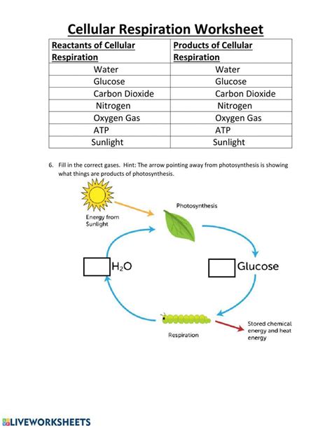 Cellular Respiration Worksheet Answer Key