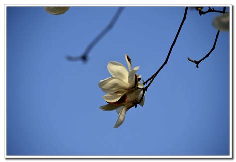 【玉兰和海棠摄影图片】生态摄影太平洋电脑网摄影部落