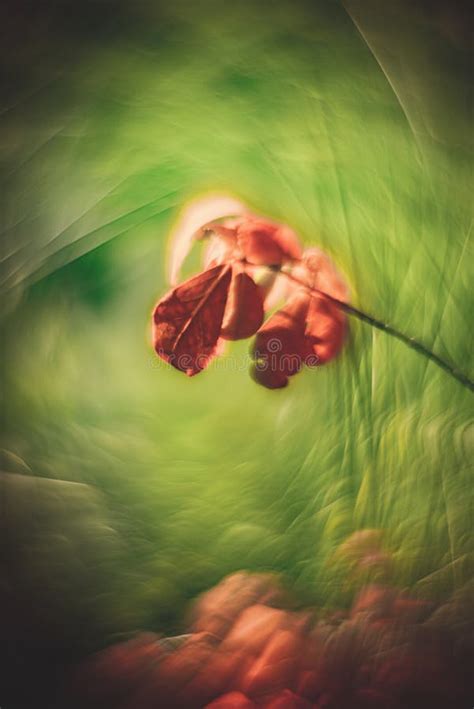 Flowers Soft Focus Effect Depth Of Field Stock Image Image Of Depth Flowers 248426511