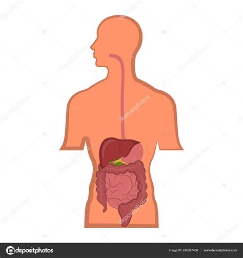 Sistema Digestivo Del Cuerpo Humano Qué Es Y Dónde Está El