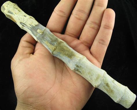 Best Images About Fossils On Pinterest Museums Green River And Shells