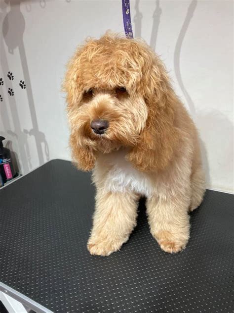 Mila Went From Cute Fluffy Pup To Bronnies Groom Room