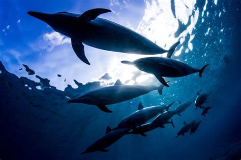 「ハワイ」の画像 24492 件の Stock 写真、ベクターおよびビデオ Adobe Stock