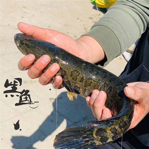 微山湖黑鱼鲜活现杀整条水产土特产发财乌鱼新鲜食用滋补淡水鱼片 虎窝淘