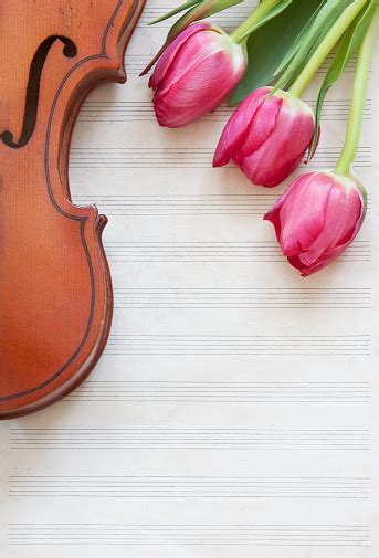 바이올린과 흰색 배경에 튤립입니다 현 뮤지컬 악기입니다 상위 뷰 근접 Classical Concert에 대한 스톡 사진 및 기타