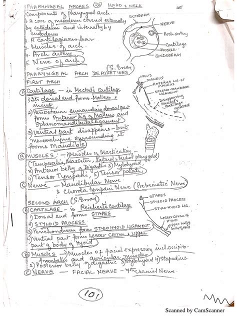 Embryo Notes Pdf
