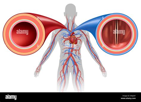 Estructura de venas y arterias de circulación humana como un concepto