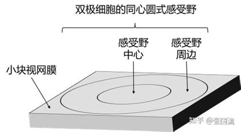 1 2 3 1 双极细胞（bipolar Cell，bc） 知乎