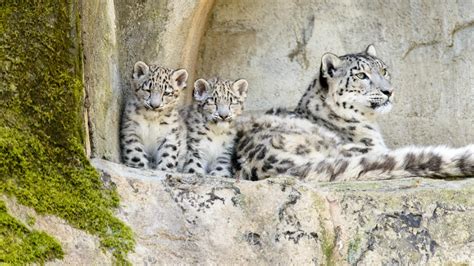 Snow Leopard Cubs Enjoy Intimate Moment With Mom In Northwest China Cgtn