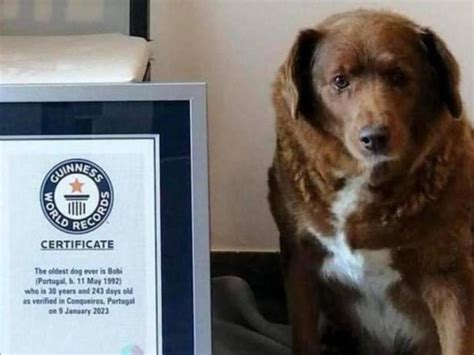 Bobi El Perro Más Longevo Del Mundo Fallece A Los 31 Años En Portugal