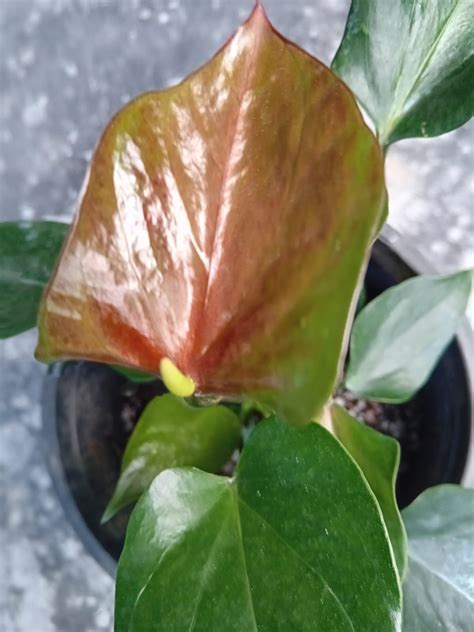 වටිනාකම ඉහල ලිවියම් බ්‍රවුන් ෆ්ලෑශ් Krishantha Fernando