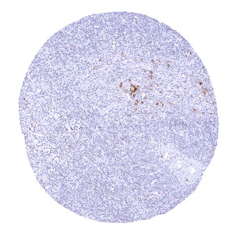 Normal Tissue Gallery Igd Ms Validated Antibodies