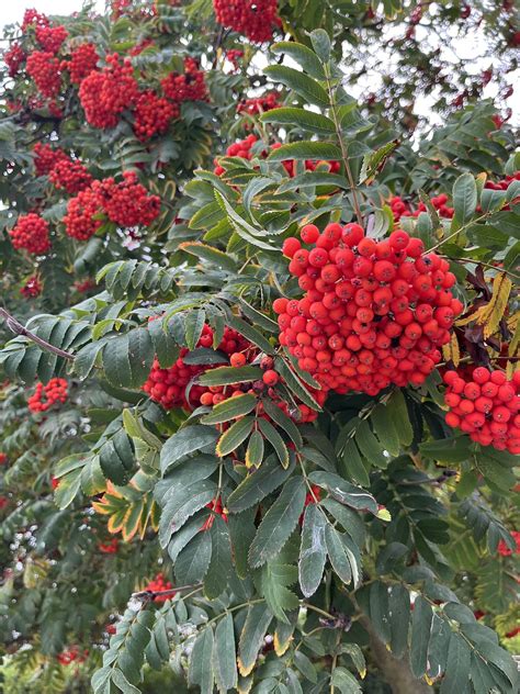 Rowan Berries Nature Trees Free Photo On Pixabay Pixabay