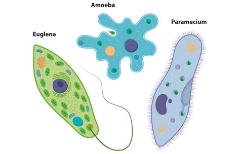 Reino Protista Escolar Abc Color