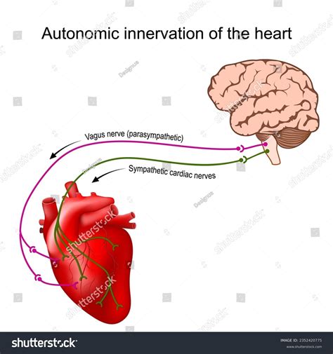 Sympathetic Receptors Over 161 Royalty Free Licensable Stock Illustrations And Drawings