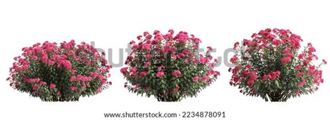 3d Illustration Set Spirea Japonica Bush Stock Illustration 2234878091