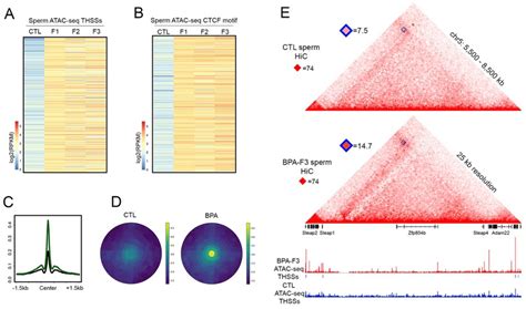 Effect Of Bpa On Tf Occupancy And 3d Genome Architecture A Heatmap