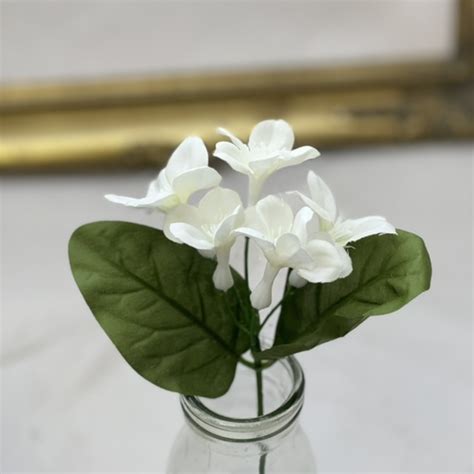 Stephanotis Pick White Village Green