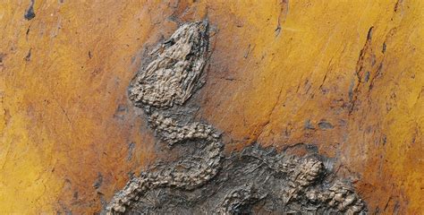 Ältester Python Der Welt Gefunden 47 Millionen Jahre Altes Fossil Aus Messel Spricht Für
