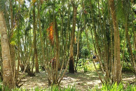 Bamboo Garden Free Stock Photo - Public Domain Pictures