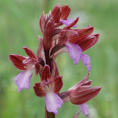 European Wild Plant Anacamptis Papilionacea Pink Butterfly Orchid