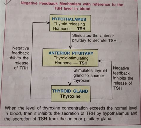 Negative Feedback Control Of Thyroxine Helpful For 12th Standard