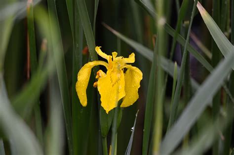 Marginal Pond Plant Potted 1 Litre ~ Yellow Flag Iris Iris Pseud