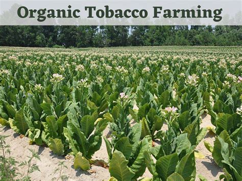 Organic Tobacco Farming A Complete Cultivation Guide