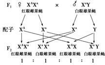 果蝇的繁殖能力强相对性状明显是常用的遗传实验材料Ⅰ 下图一表