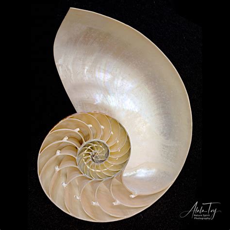 Fibonacci Shell Spiral Nautilus Shell Fibonacci Spiral Fibonacci