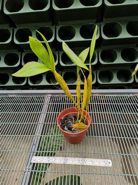 Dendrobium Macrophyllum Furniture And Home Living Gardening Plants And Seeds On Carousell