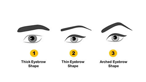 Eyebrows Shapes