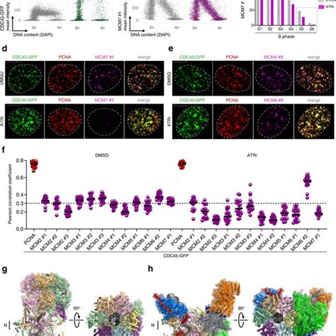 CDC45 A Component Of CMG Marks Active Replication Factories But Shows