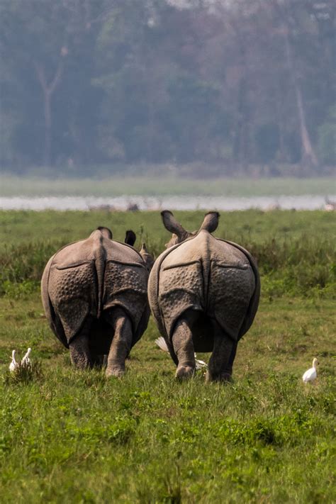 Saving The Rhinos In Kaziranga National Park Assam