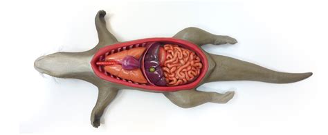 Anatomic Interactive Model Otter Model Makers Bristol Amalgam Model Making
