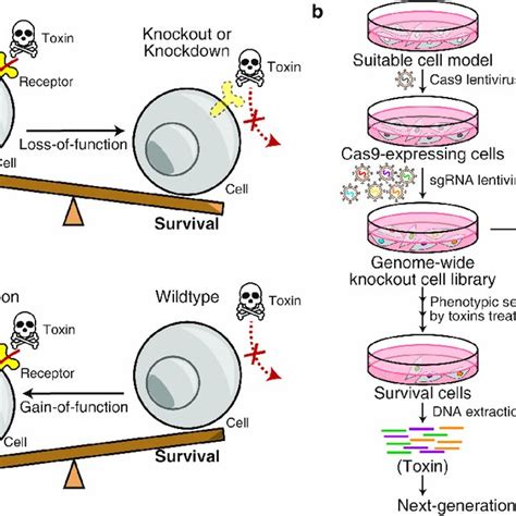 Forward Genetic Screen A The Screens Can Be Conducted Either In A