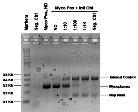 Mycoplasma Contamination Detection Services Affinity Molecules Llc