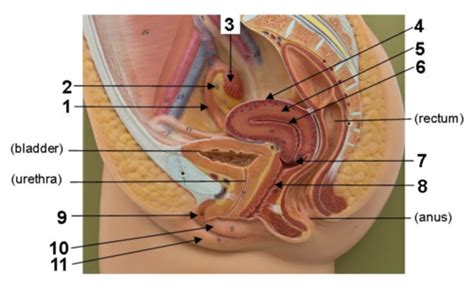 Biol 152 Lab 11 Female Reproductive System Diagrams Flashcards Quizlet