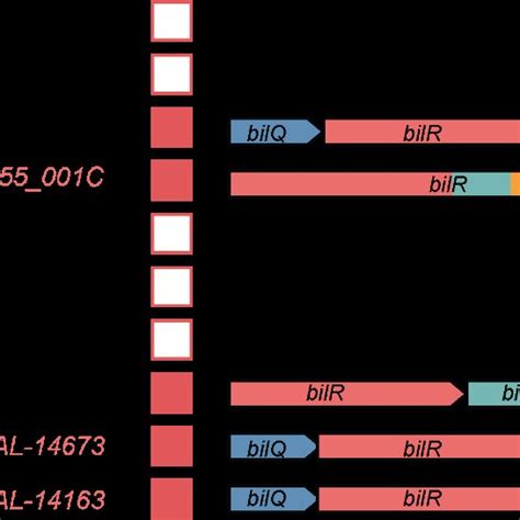 Putative Bilirubin Reductase Operons The Phylogenetic Tree Shows The Download Scientific