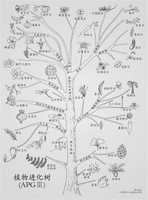 植物进化树 花瓣网