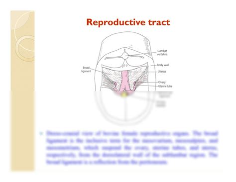 Solution Functional Anatomy Of Female Reproductive Tract Studypool