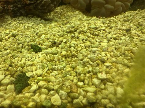 Algae Pics Bought Microscope But Cant Get Any Good Pics Or Video