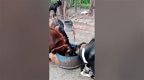 কিউট ছাগল Evryone Goat Youtubeshorts Youtube
