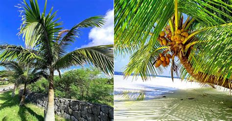 Do All Palm Trees Have Coconuts That Grow On Them Embracegardening