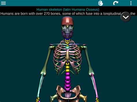 Bones Human D anatomy Програми Android у Google Play