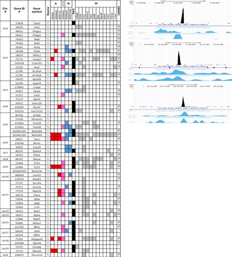 Transcription Matrix For Selected Wasp Enriched Genes A Bioinformatic