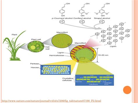 Ppt Biomass Treatment And Transformation Using Ionic Liquids Powerpoint Presentation Id6501430