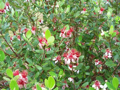 Pineapple Guava Australia At Savannah Cawthorne Blog