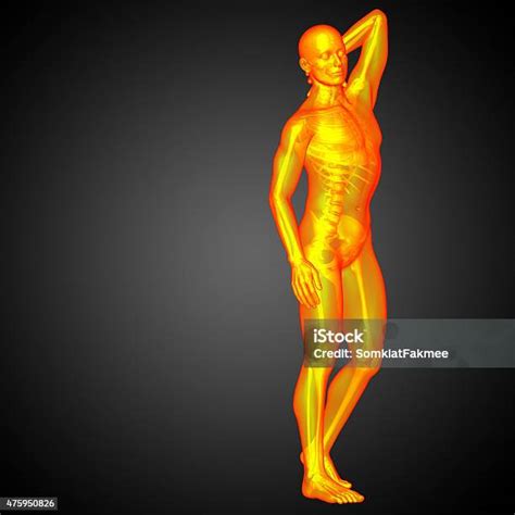 Photo Libre De Droit De Rendu 3d Medical Illustration De Lanatomie